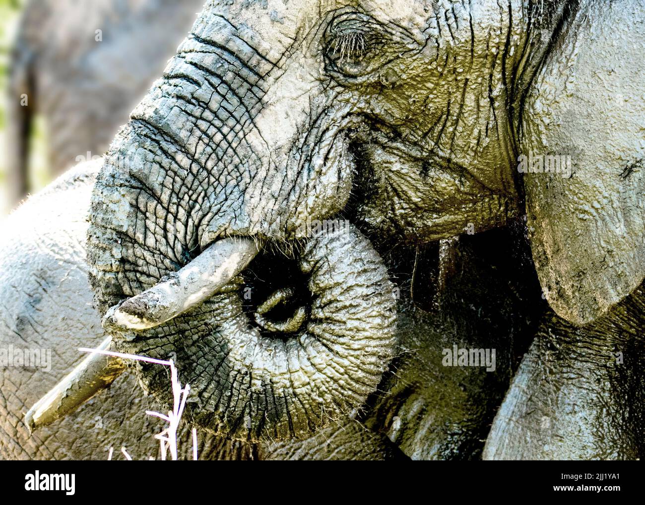 Elephant Kruger National Park Stock Photo - Alamy