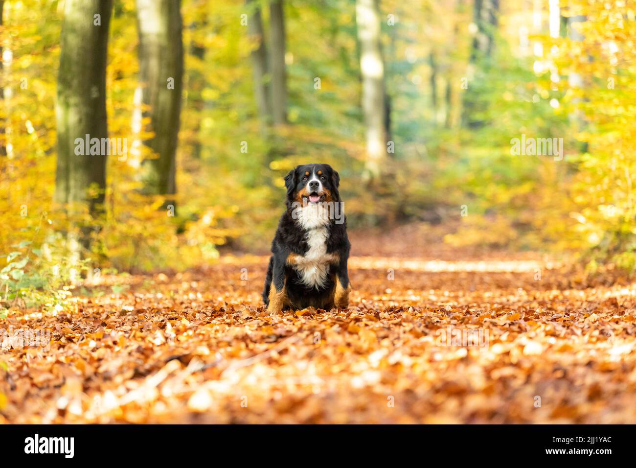 A sweet Bernese mountain dog sitting in a park in autumn Stock Photo ...