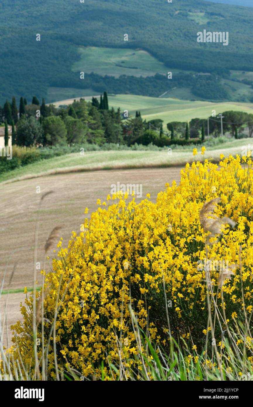 Tuscan landscape with gorse. Brillant yellow flowers Stock Photo - Alamy