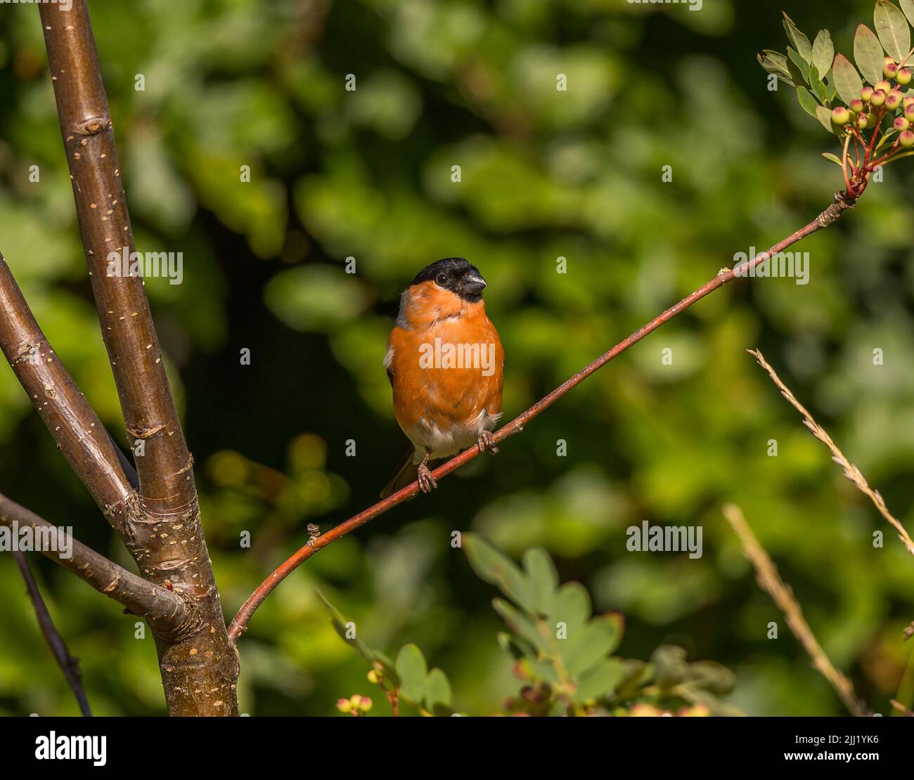 Female bullfinch captured with nest material in her mouth hi-res stock ...