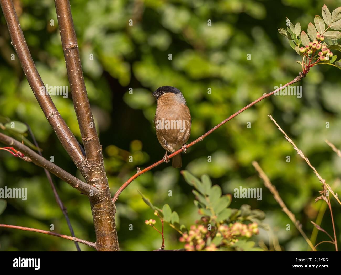 Bullfinch building hi-res stock photography and images - Alamy