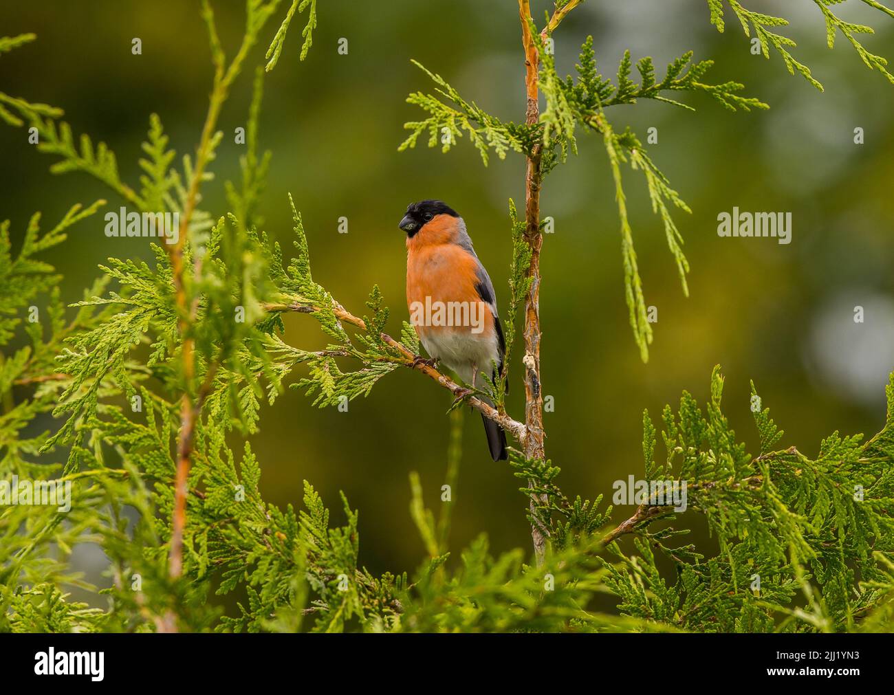 Bullfinch captured on a canon r5 hi-res stock photography and images ...