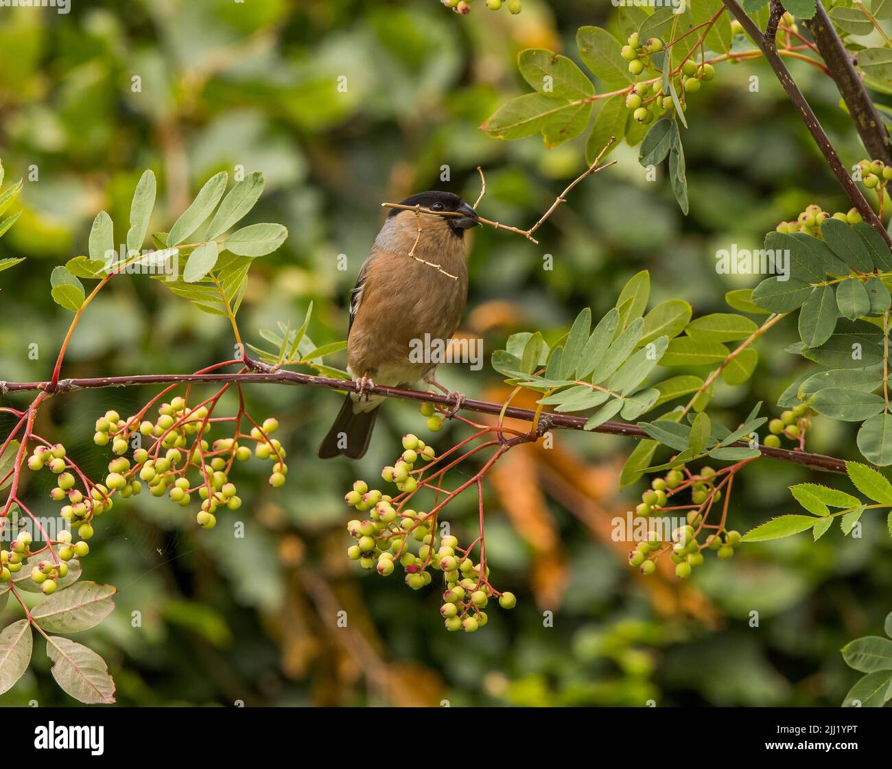 Bullfinch captured on a canon r5 hi-res stock photography and images ...