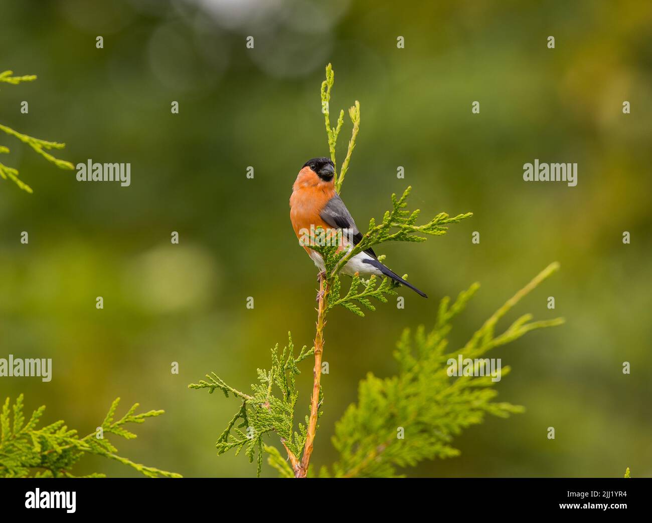 Bullfinch captured on a canon r5 hi-res stock photography and images ...