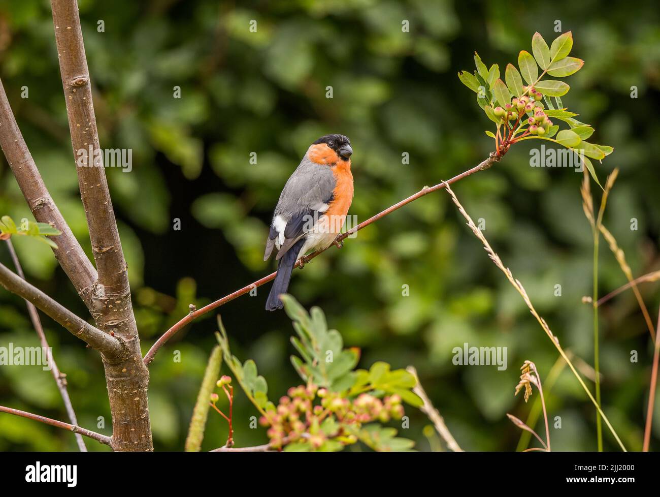 Bullfinch captured on a canon r5 hi-res stock photography and images ...