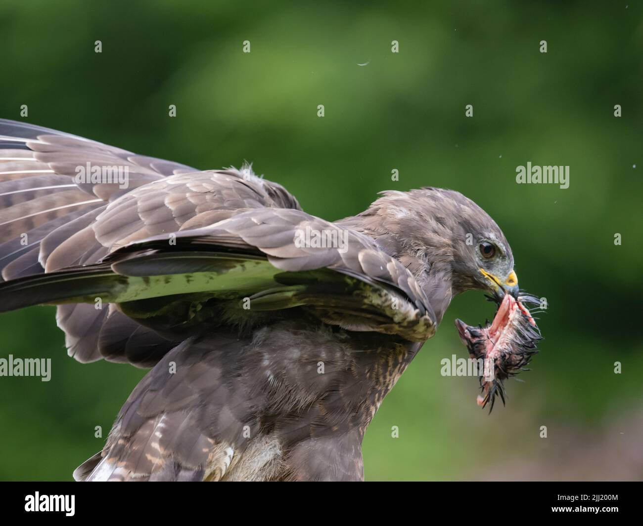 A closeup of Common buzzard with prey in the beak on blur green ...
