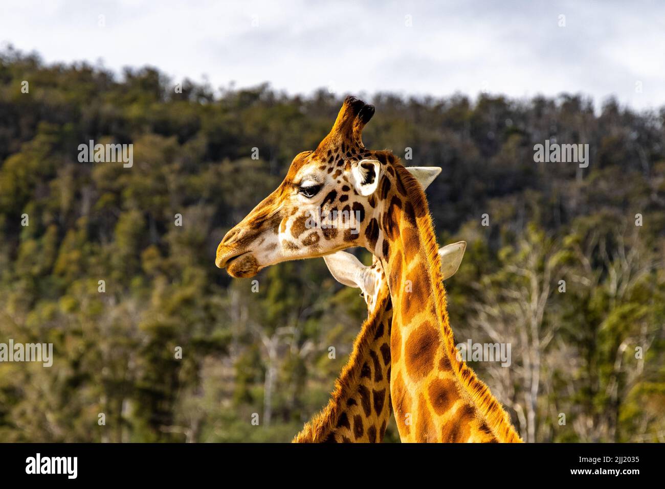 The adorable Northern giraffes in the zoo with green trees in the ...