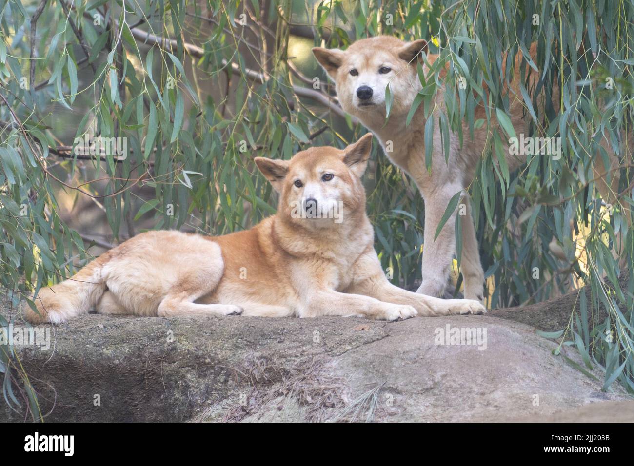 The two adorable dingos resting on stone under green Eucalyptus tree ...