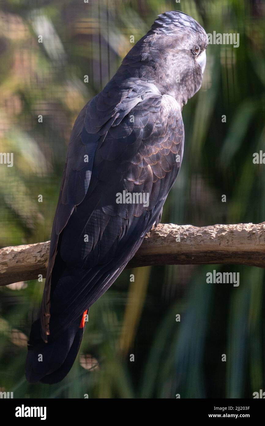 A vertical bak view of Glossy black cockatoo perched on a branch in the ...