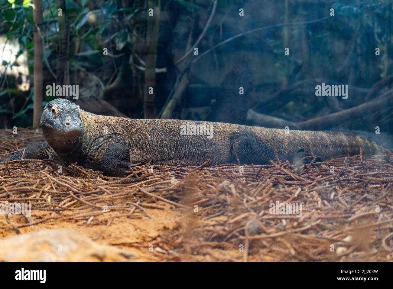 A Komodo dragon crawling on the ground with twigs Stock Photo - Alamy