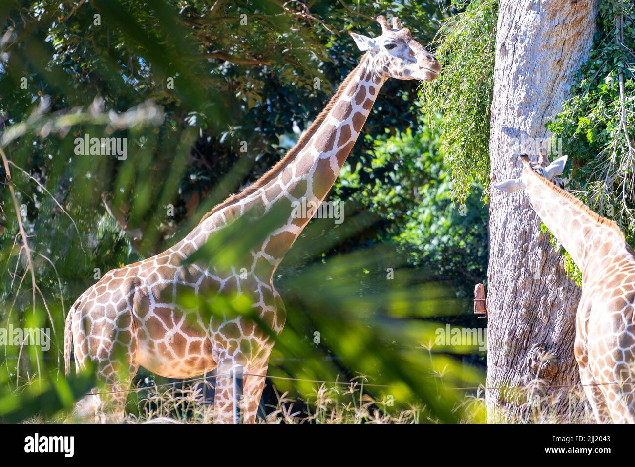 The adorable Northern giraffe in the zoo next to green plants Stock ...