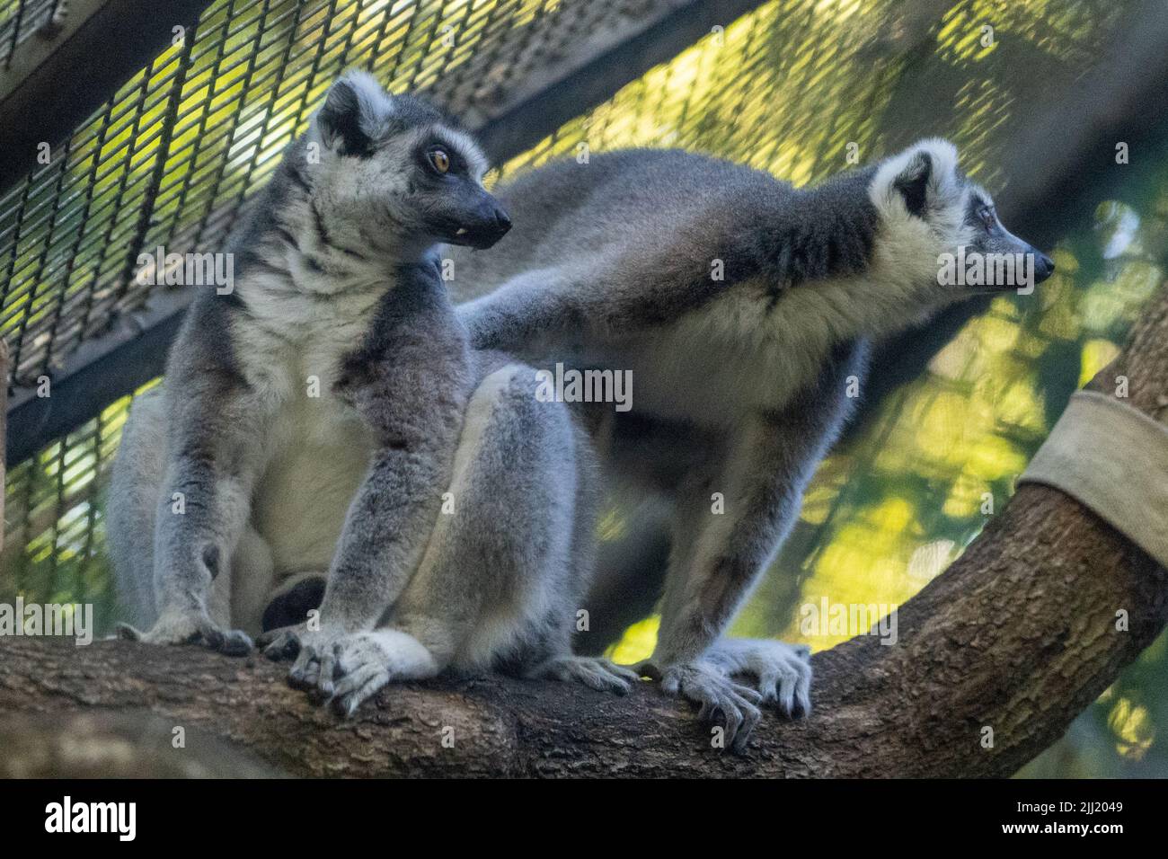 The two ring-tailed lemurs on a tree branch in the zoo Stock Photo - Alamy