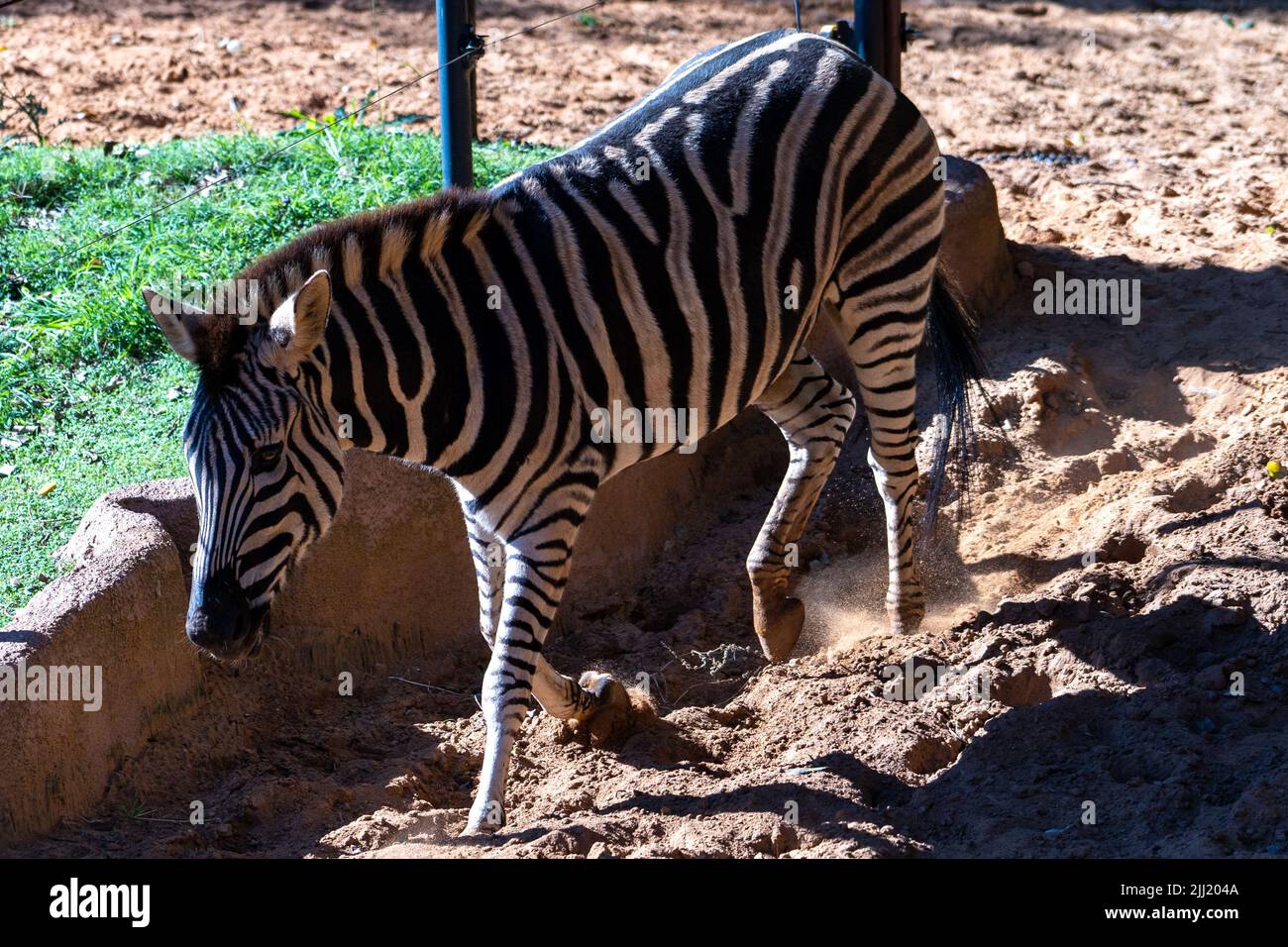 Zebra in zoo enclosure hi-res stock photography and images - Alamy