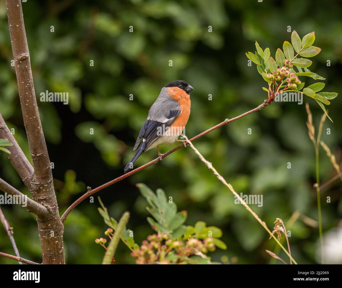 Female bullfinch captured with nest material in her mouth hi-res stock ...