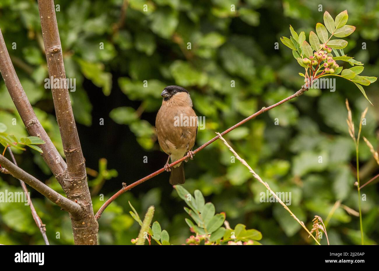 Female bullfinch captured with nest material in her mouth hi-res stock ...