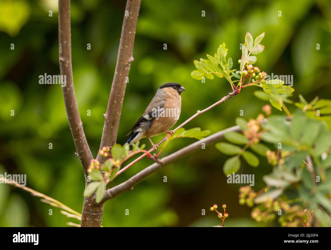 Bullfinch building hi-res stock photography and images - Alamy