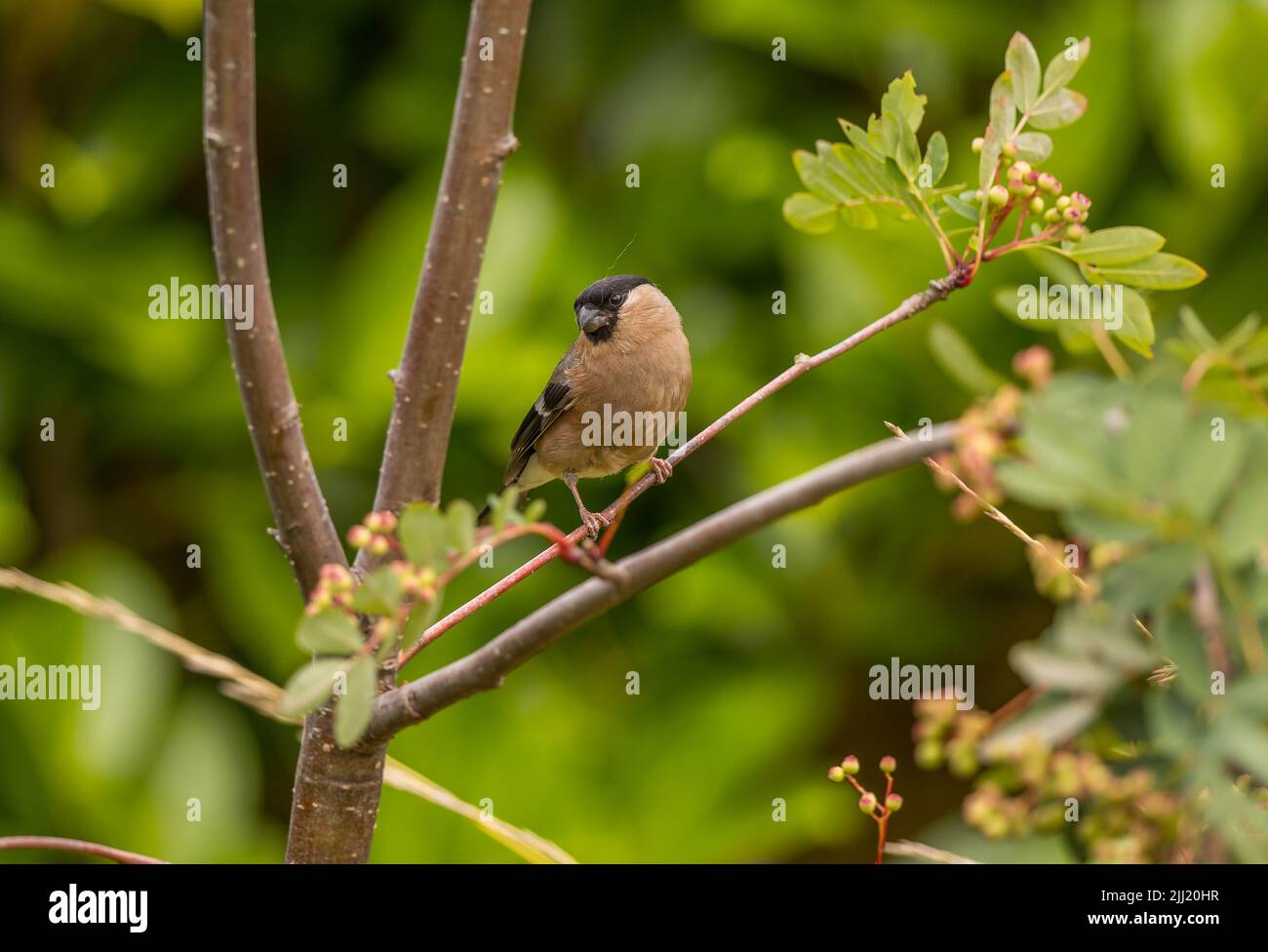 Bullfinch building hi-res stock photography and images - Alamy