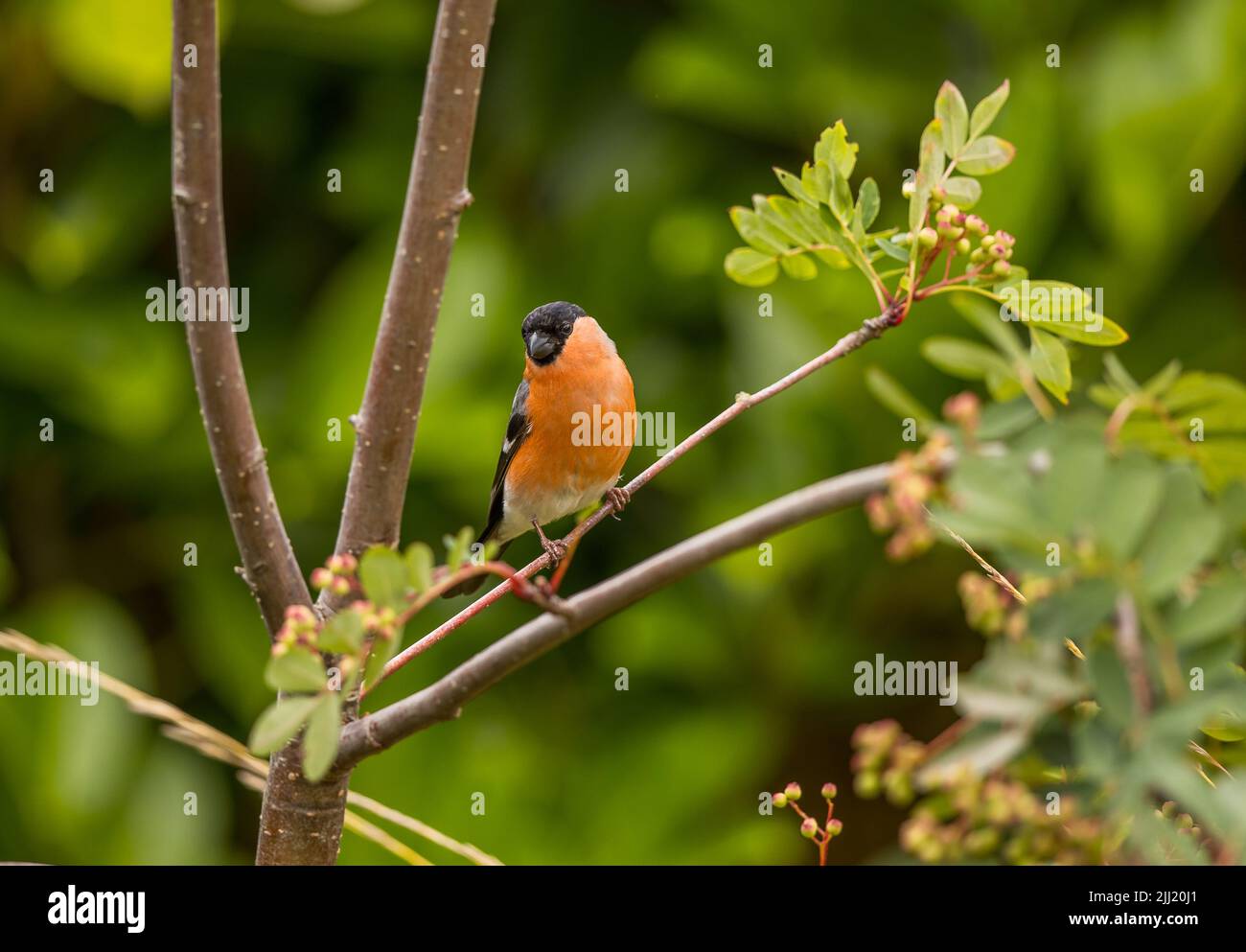 Bullfinch building hi-res stock photography and images - Alamy