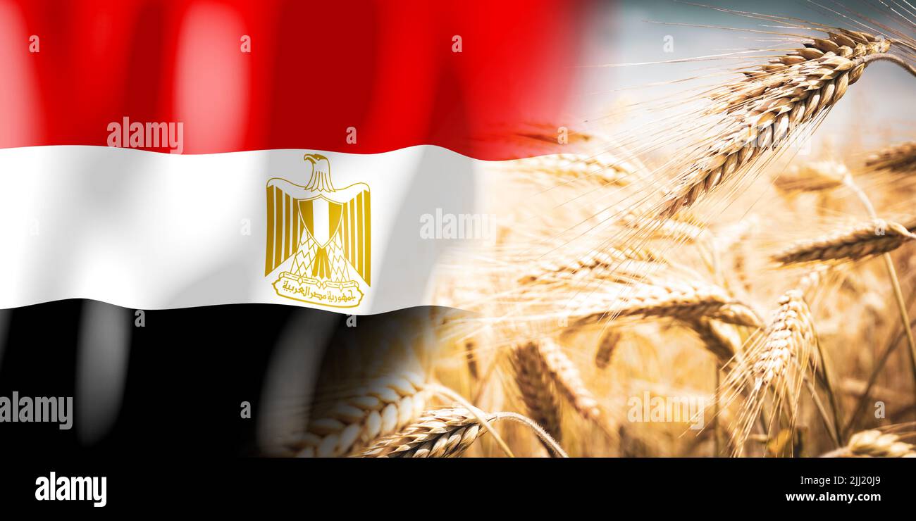 Egypt - flag and ripe rye field - crops, cereal, harvest concept Stock ...