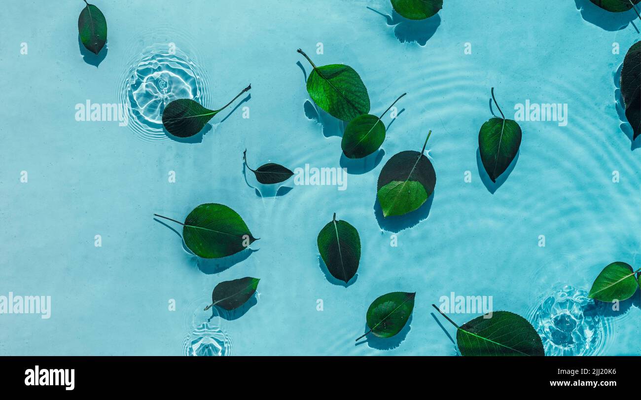 Water ripple with green leaves. Trendy white background for cosmetic product presentation ...