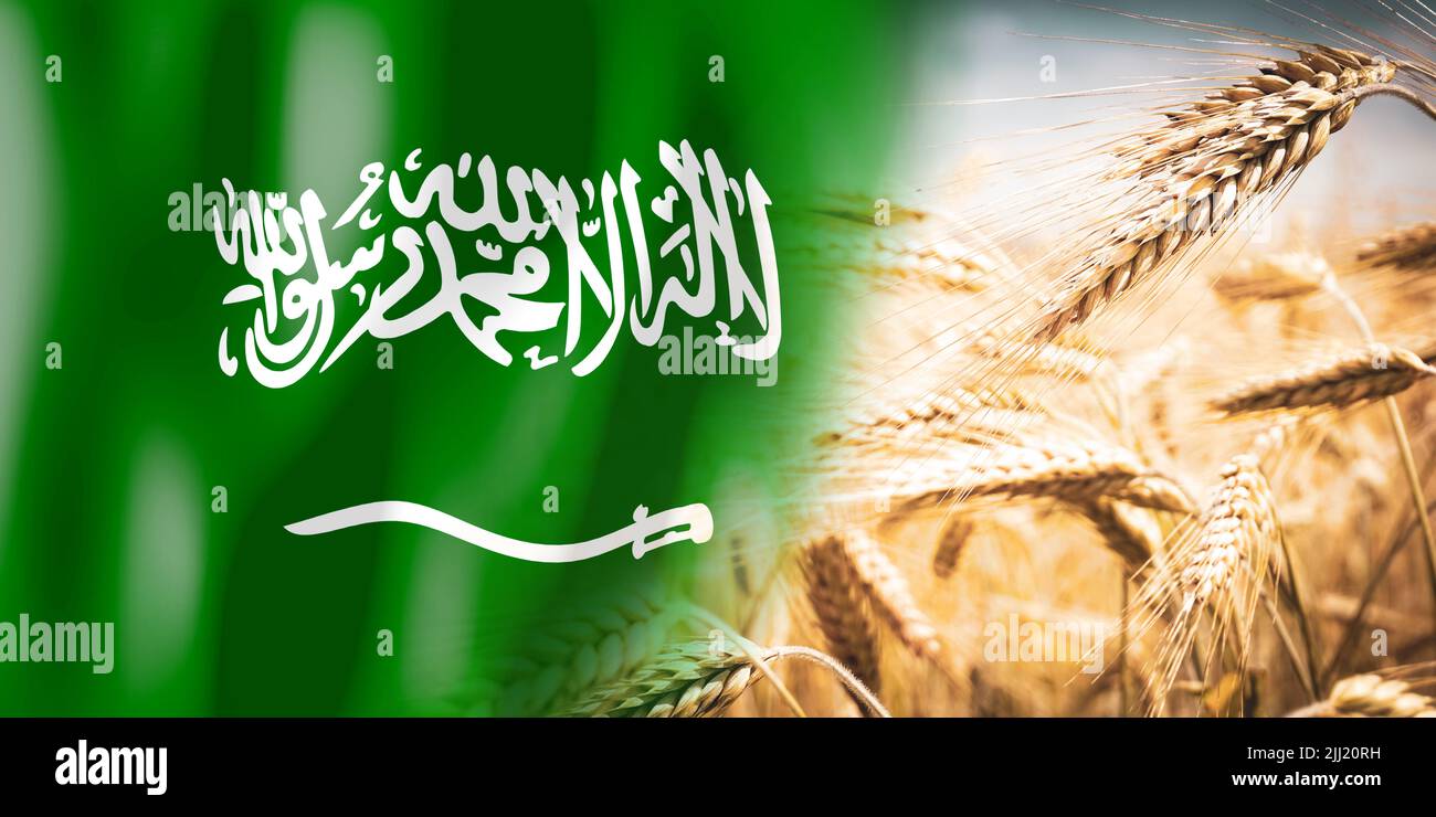 Saudi Arabia - flag and ripe rye field - crops, cereal, harvest concept ... Saudi Arabia - flag and ripe rye field - crops, cereal, harvest concept ...