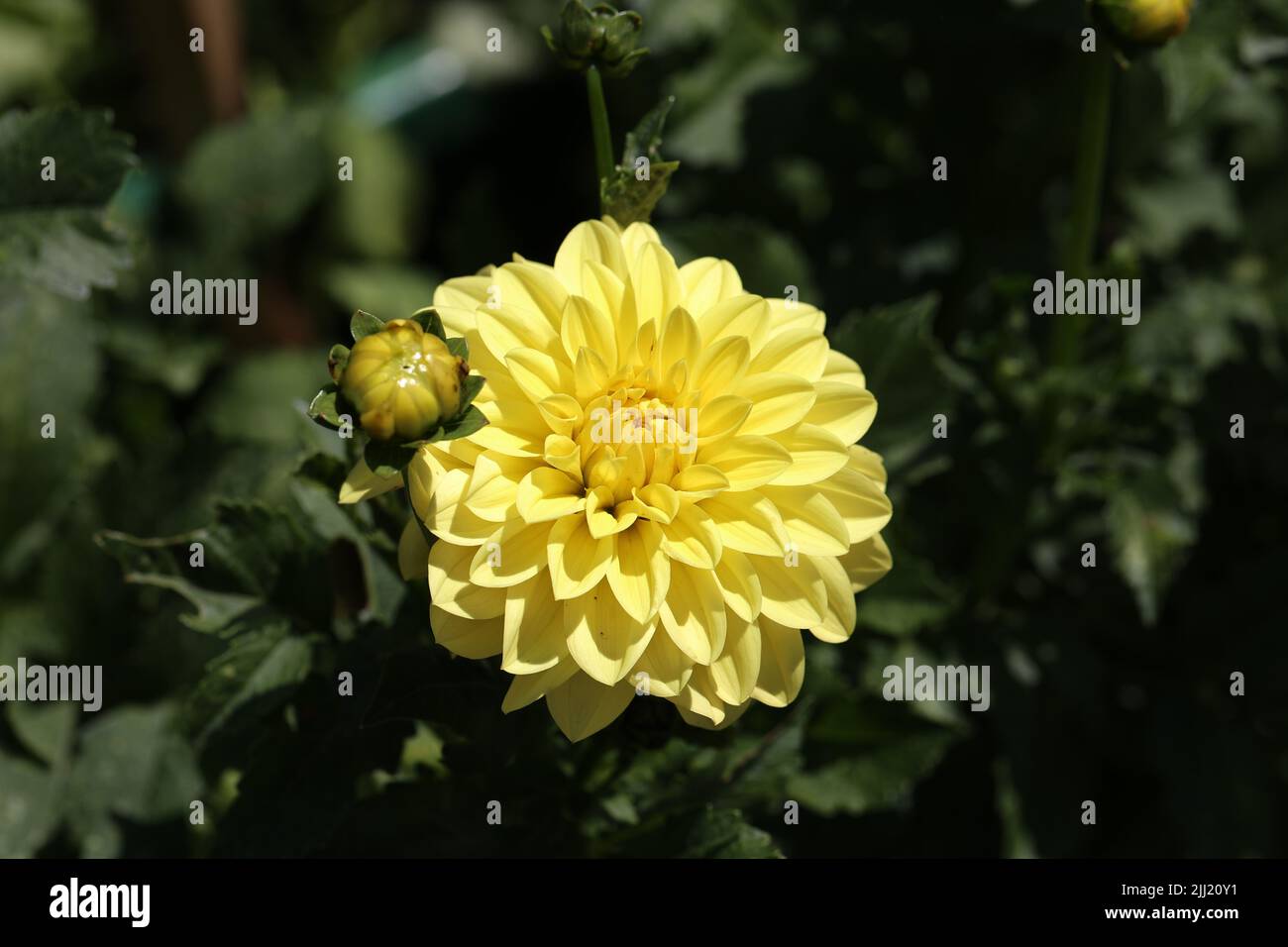 Yellow Color Dalia Flower In The Park Stock Photo - Alamy