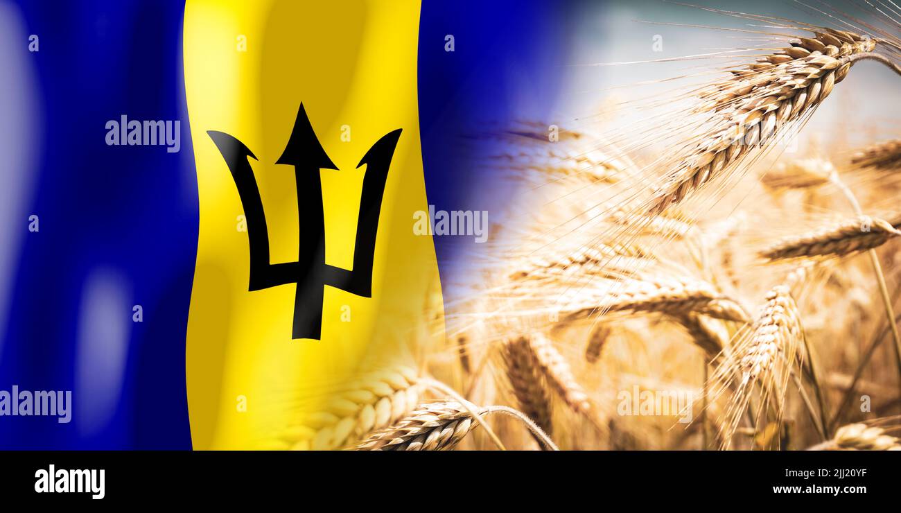 Barbados - flag and ripe rye field - crops, cereal, harvest concept ...
