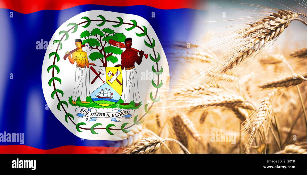 Belize - flag and ripe rye field - crops, cereal, harvest concept Stock ...