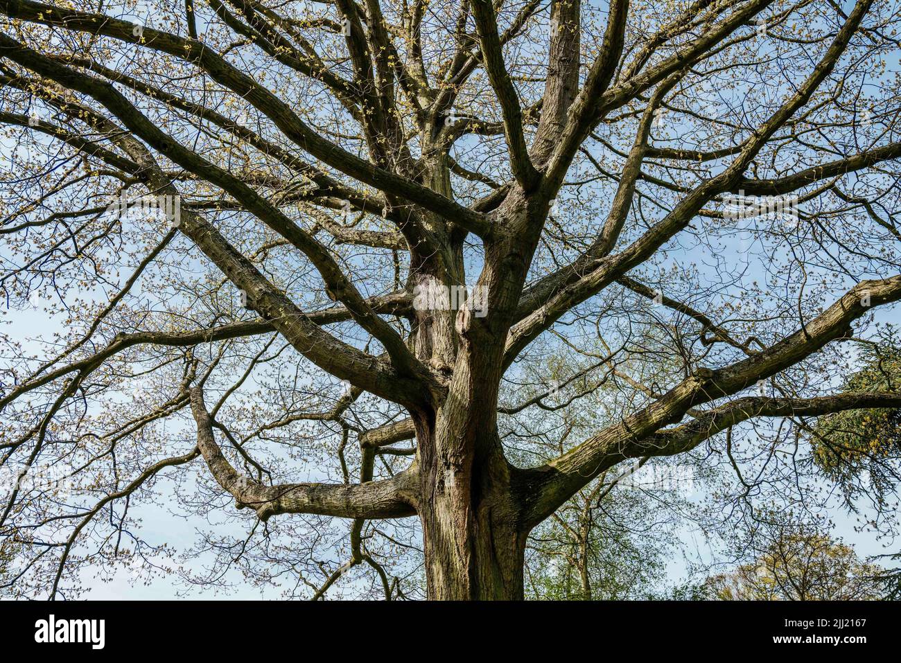 An impressive wide-angle shot of beautiful tall tree with branches ...
