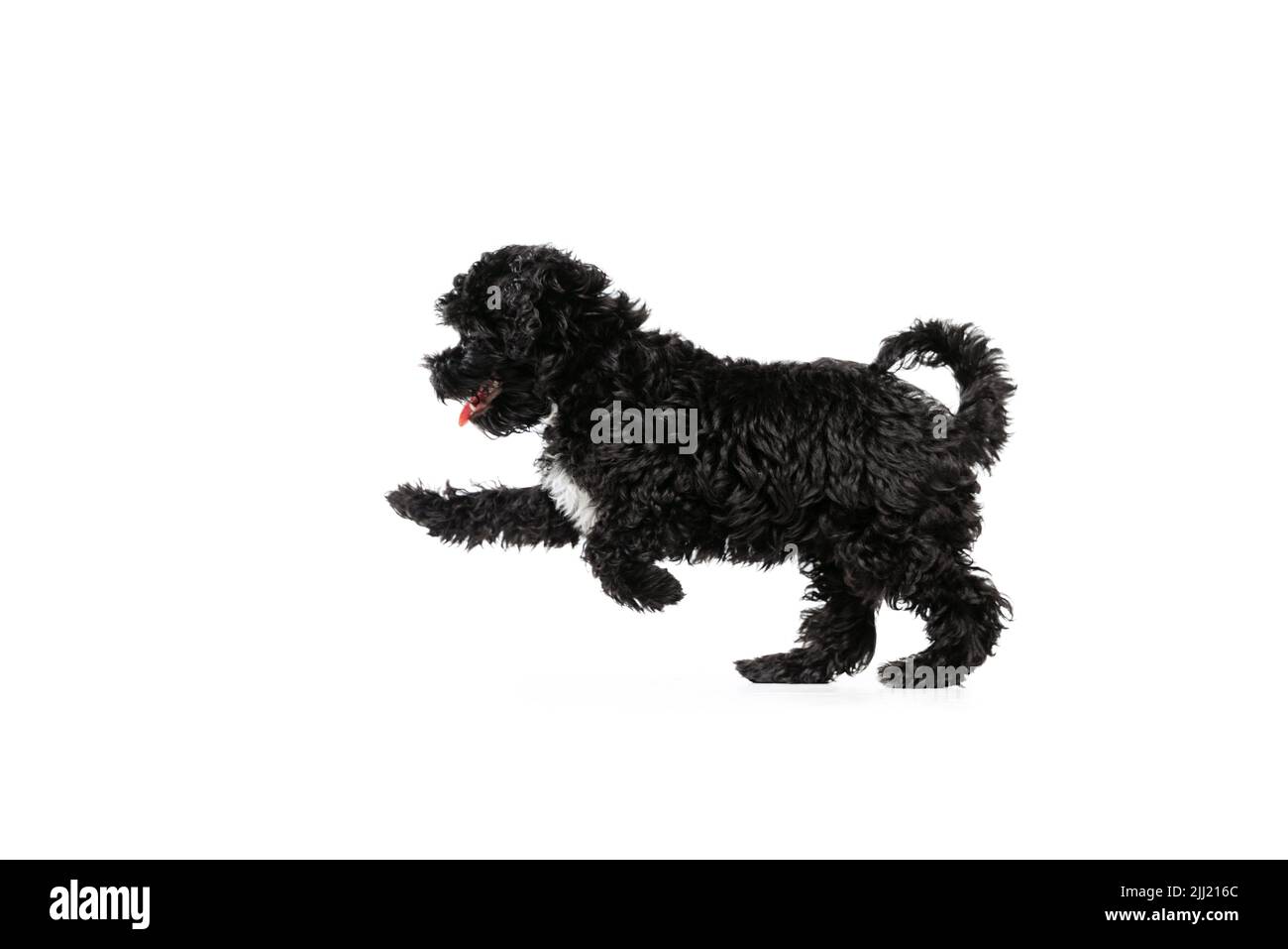 One cute doggy, fluffy curly black Maltipoo dog posing isolated over ...