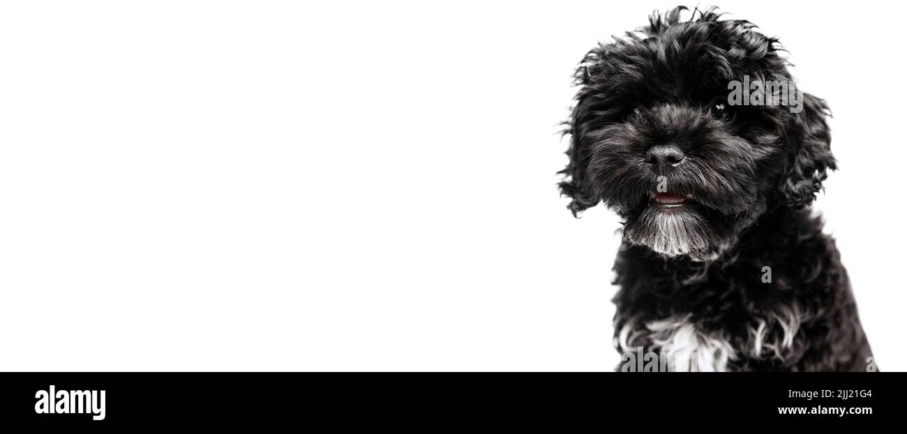 Maltipoo portrait Cut Out Stock Images & Pictures - Alamy