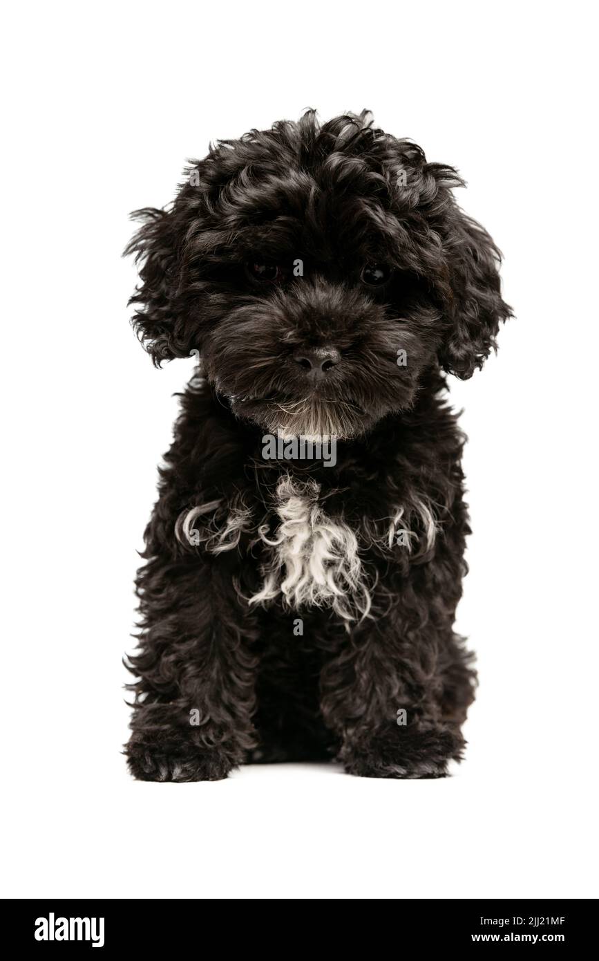 Brown And Black Maltipoo