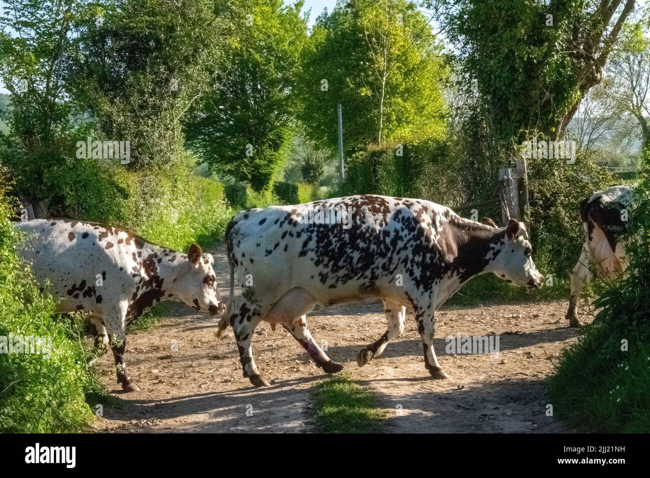 Normandie cows hi-res stock photography and images - Alamy