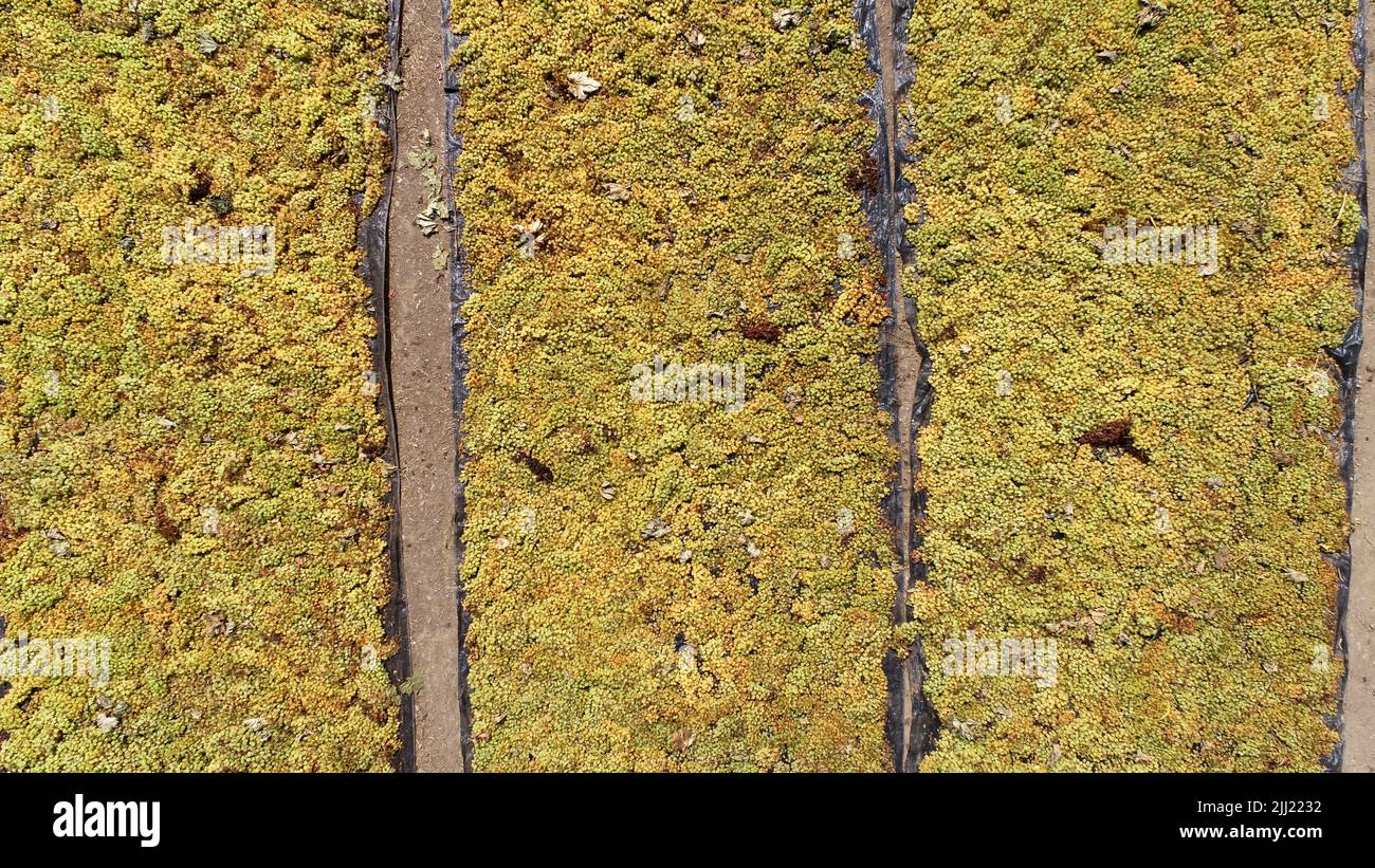 Drying sweet wine grapes under hot sun, raisins industry Stock Photo ...