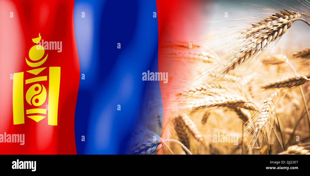 Mongolia - flag and ripe rye field - crops, cereal, harvest concept ...