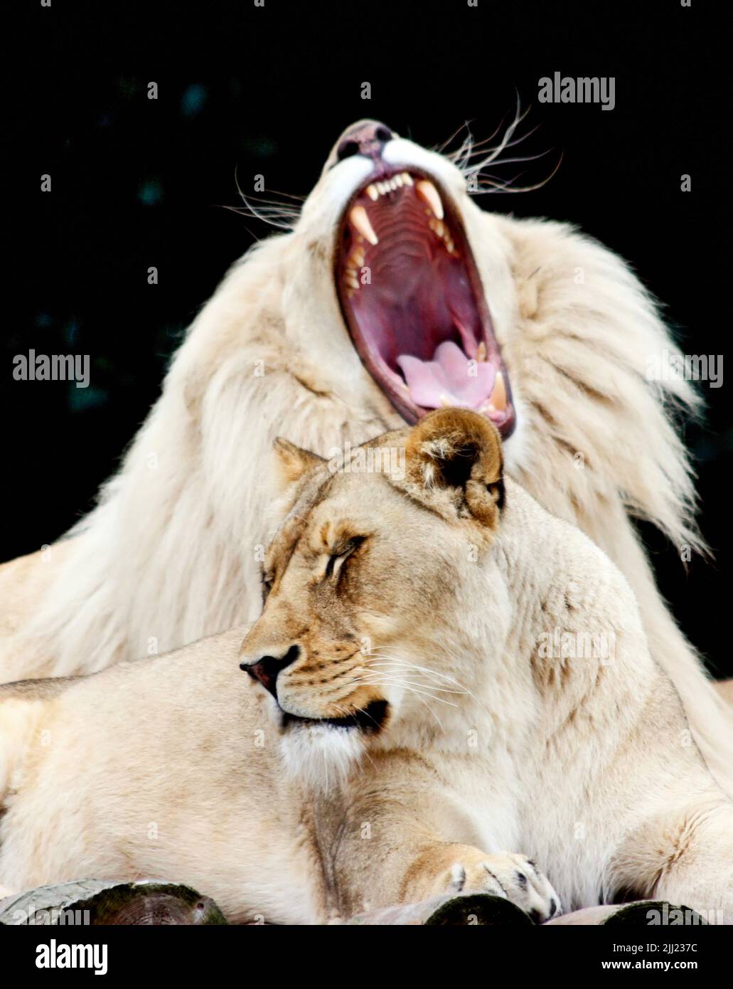 A vertical shot of a male lion growling and a female lion sitting ...