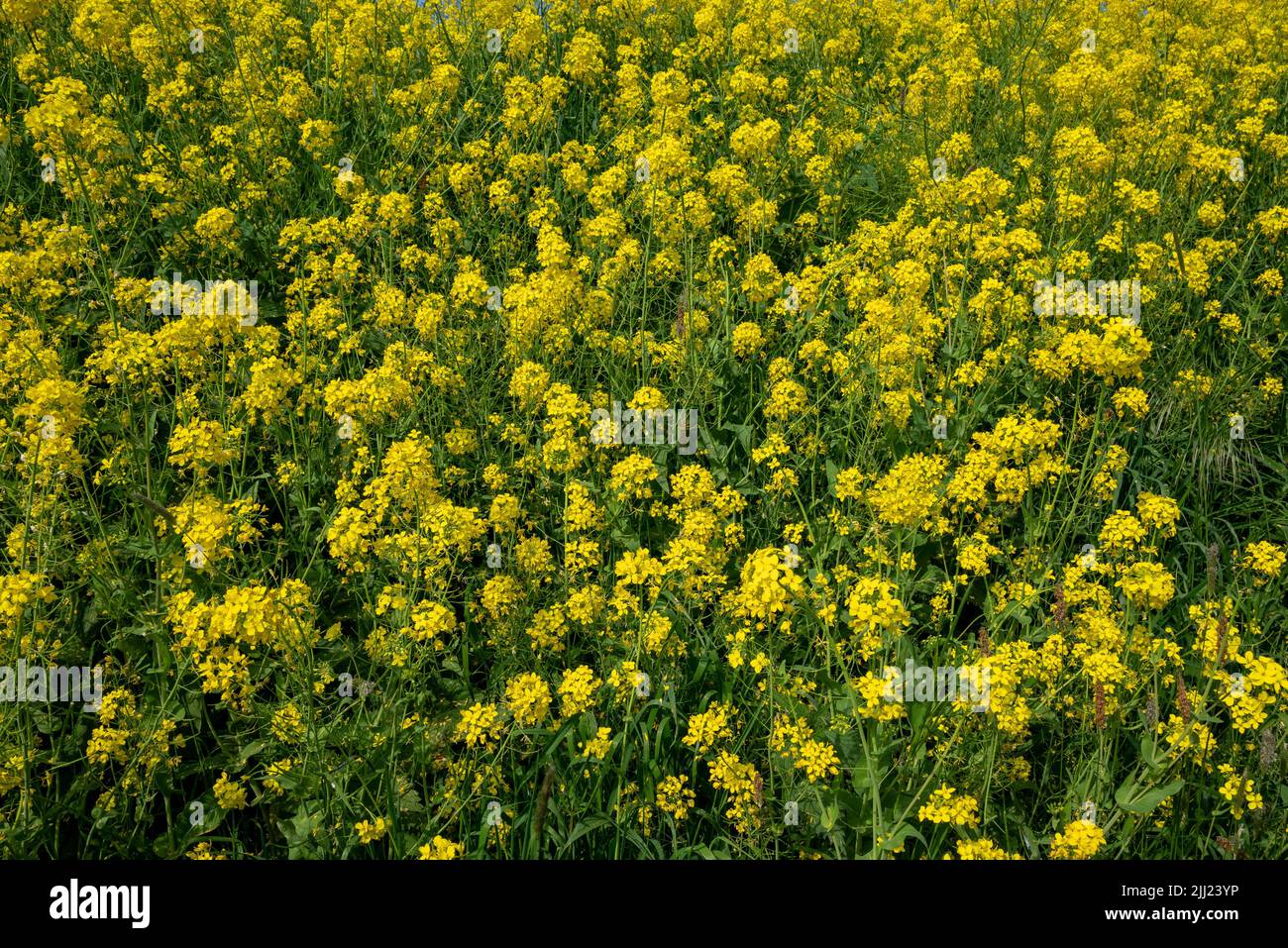 A beautiful shot of Mustard crops Stock Photo - Alamy