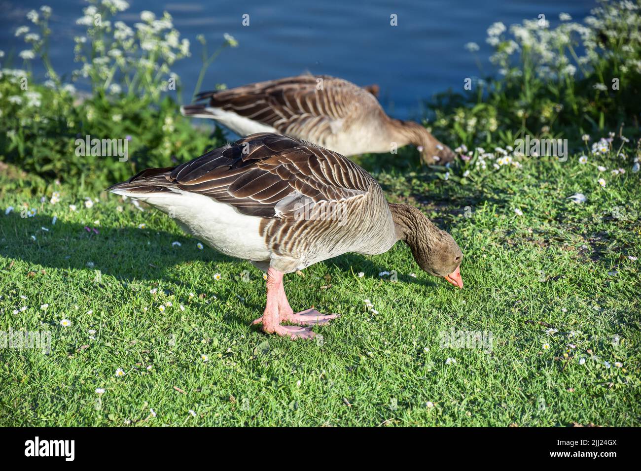 Goose in zoo hi-res stock photography and images - Alamy