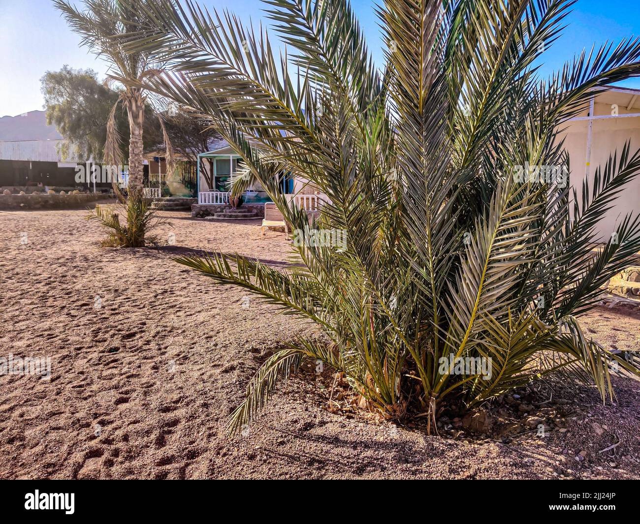 Beautiful Oasis in the desert with palm and mountain view in Dahab ...