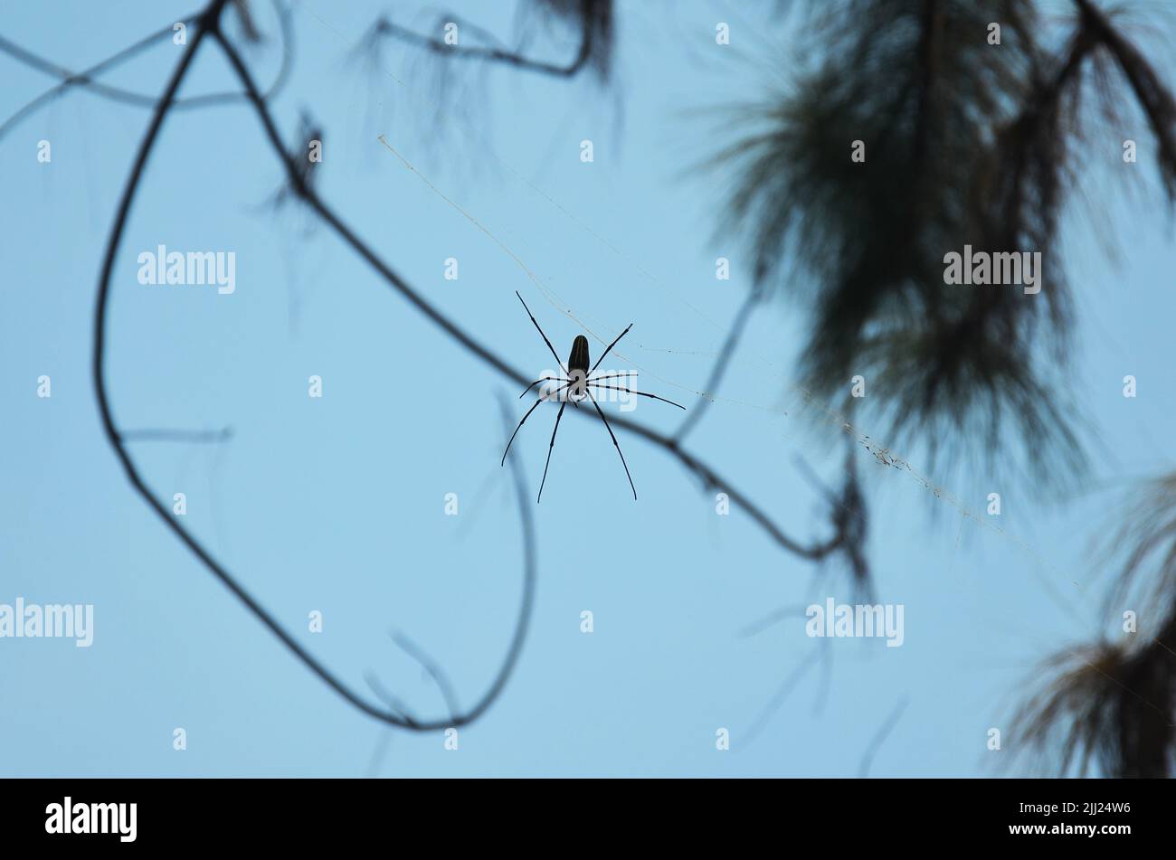 Insect spiders walking on spider web waiting catch victim and food in ...