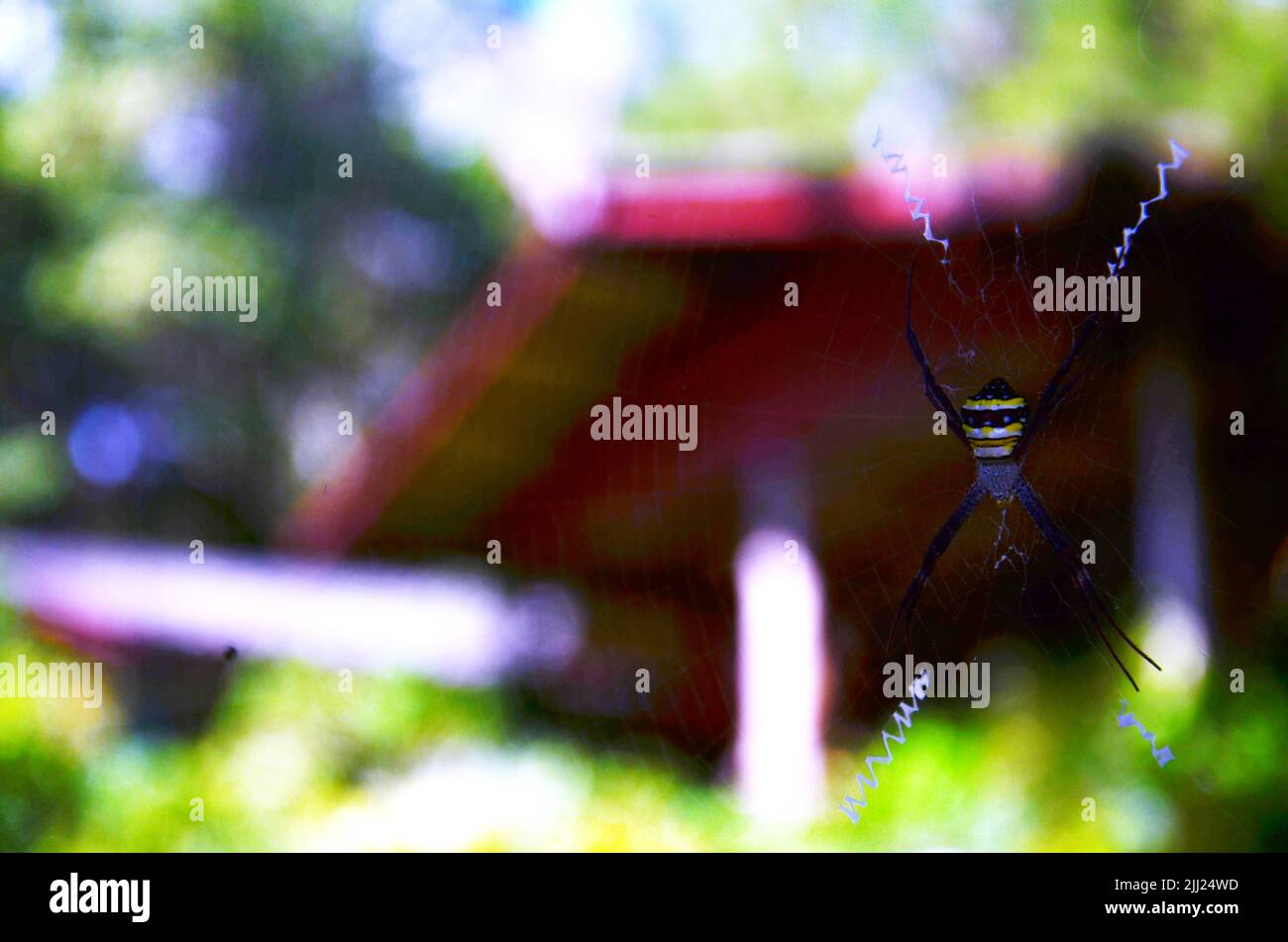 Insect spiders walking on spider web waiting catch victim and food in ...