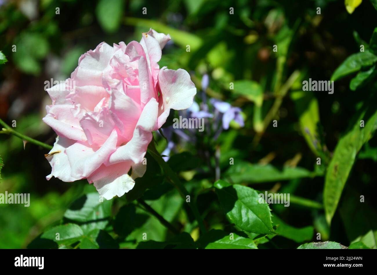 Colorful pink roses flowers and green leaf plant tree in tropical ...