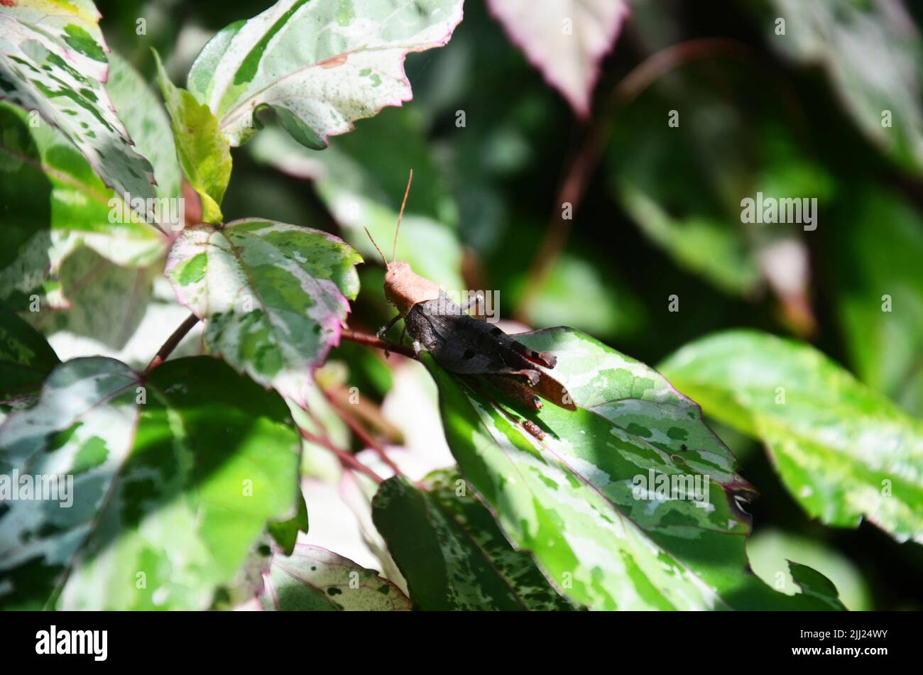 Grasshopper locust perches or small arthropoda insect on leaf plant ...