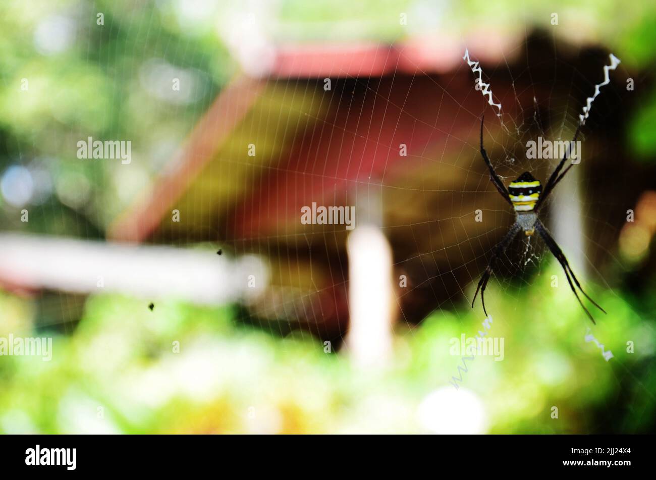 Insect spiders walking on spider web waiting catch victim and food in ...