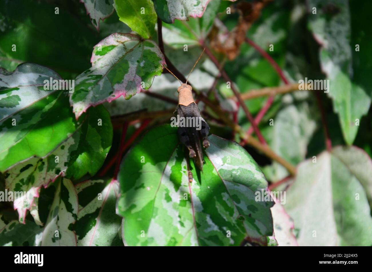 Grasshopper locust perches or small arthropoda insect on leaf plant ...