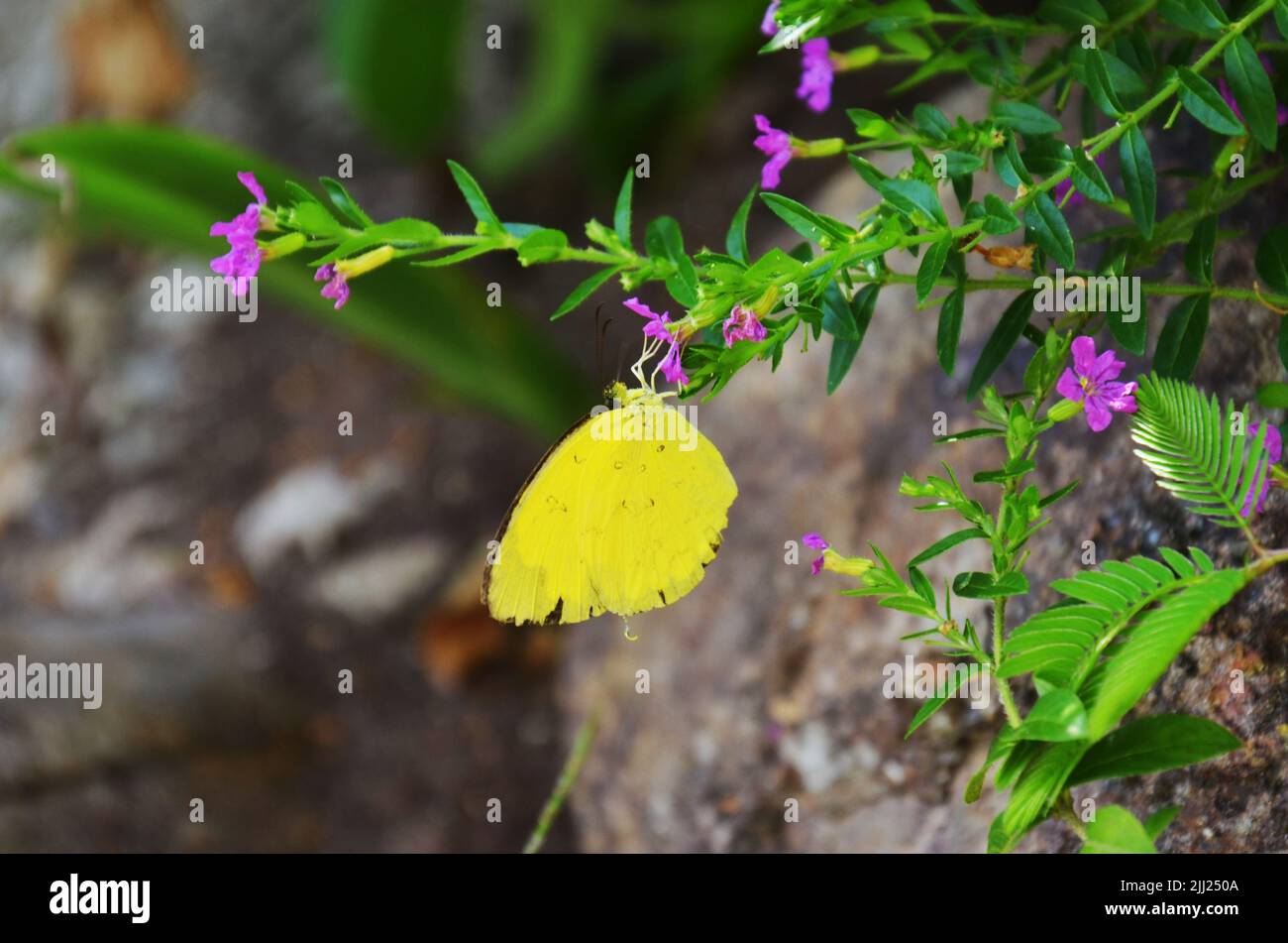 Butterflies flying and Butterfly perches on leaf plant tree in jungle ...