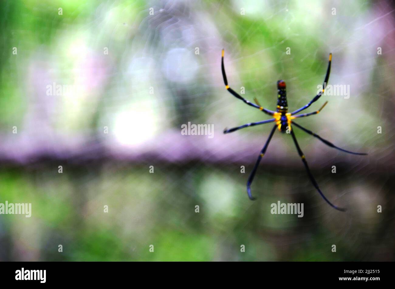Insect spiders walking on spider web waiting catch victim and food in ...