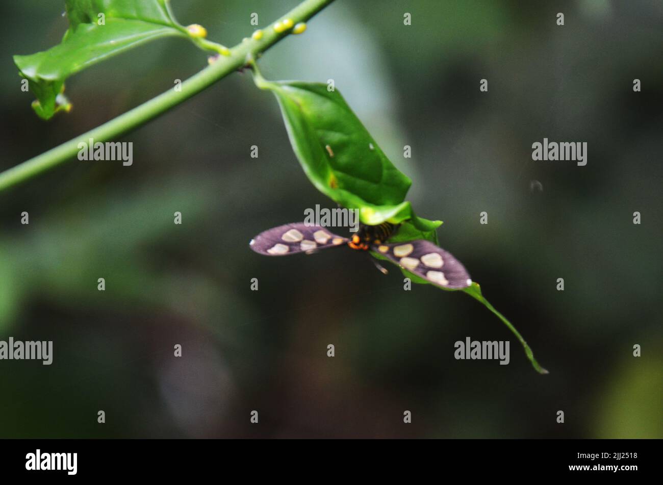Butterflies flying and Butterfly perches on leaf plant tree in jungle ...