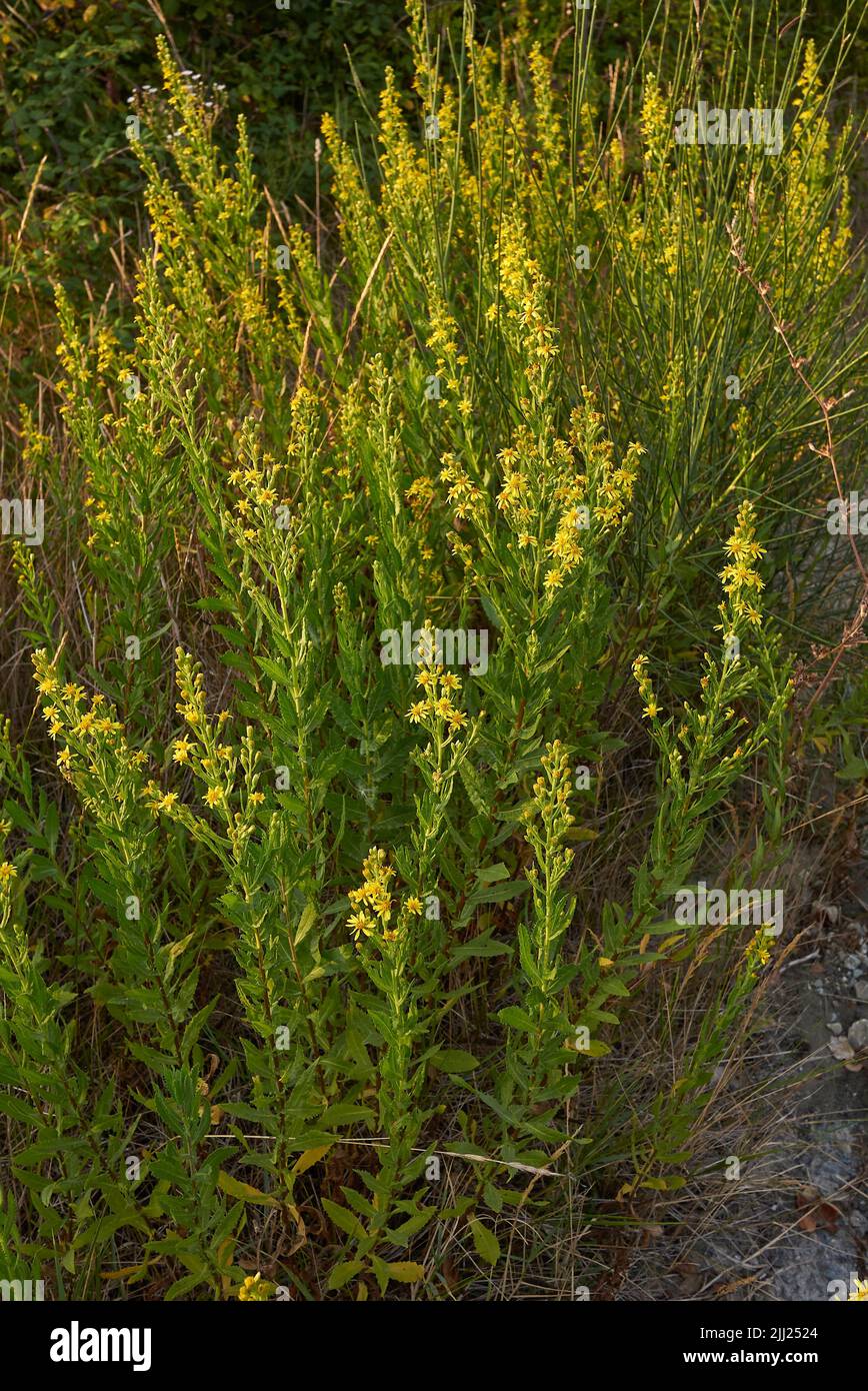 Dittrichia viscosa in bloom Stock Photo - Alamy