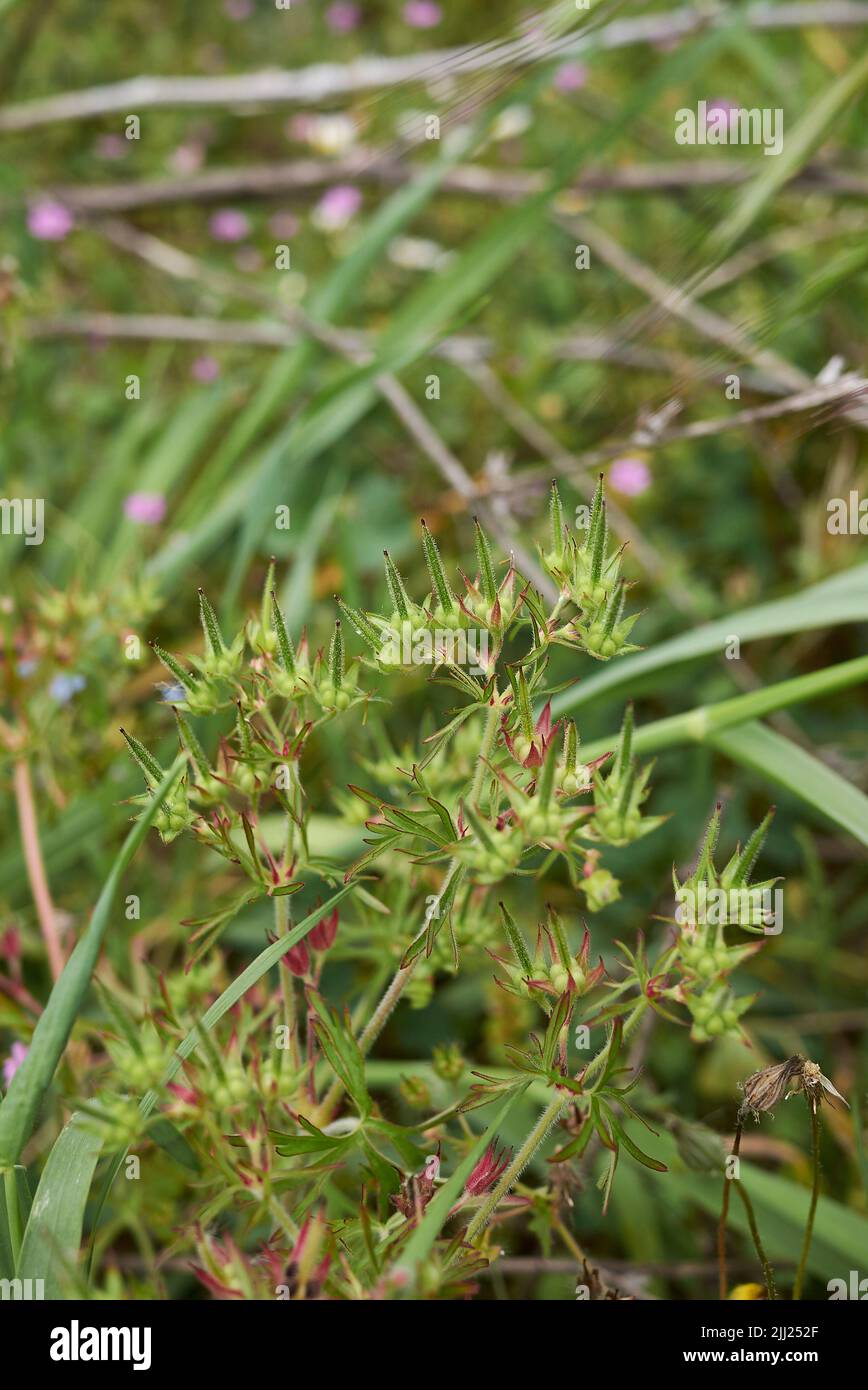 Geranium dissectum close up with fresh fruit Stock Photo - Alamy